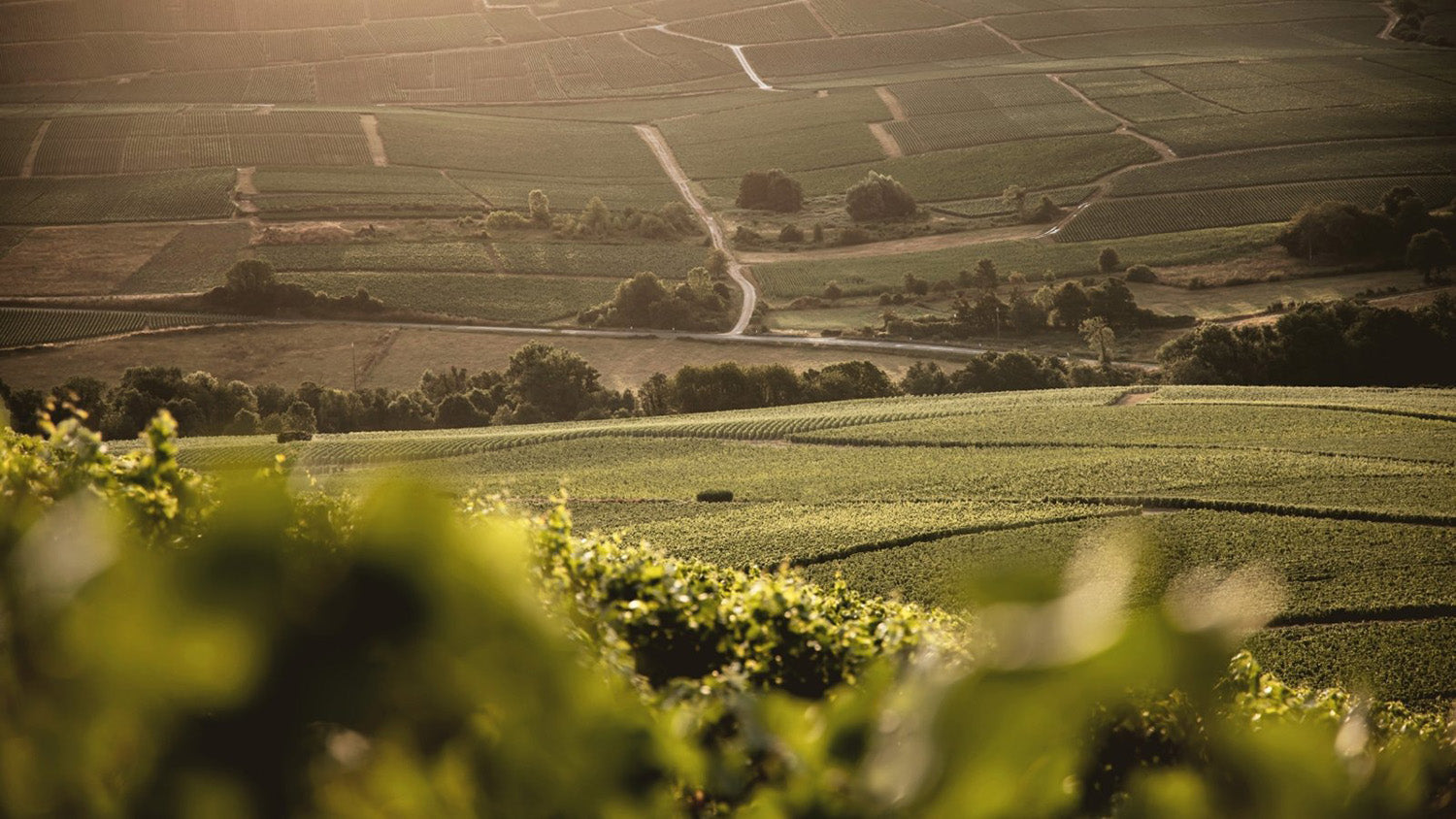 Bérêche et Fils: Grower Champagne Greatness – Sotheby's Wine