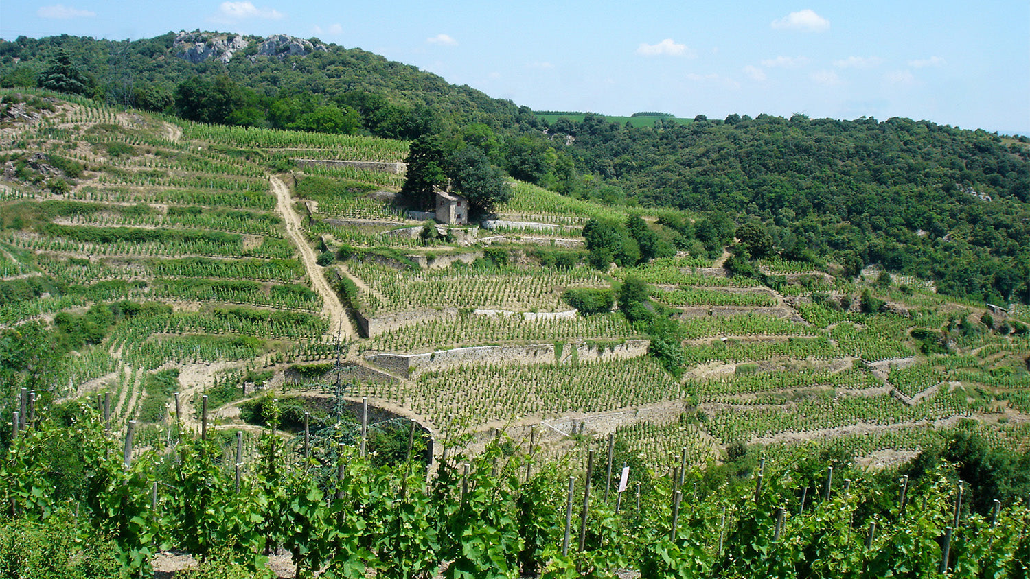 Domaine Auguste Clape: Tannins and Tradition – Sotheby's Wine