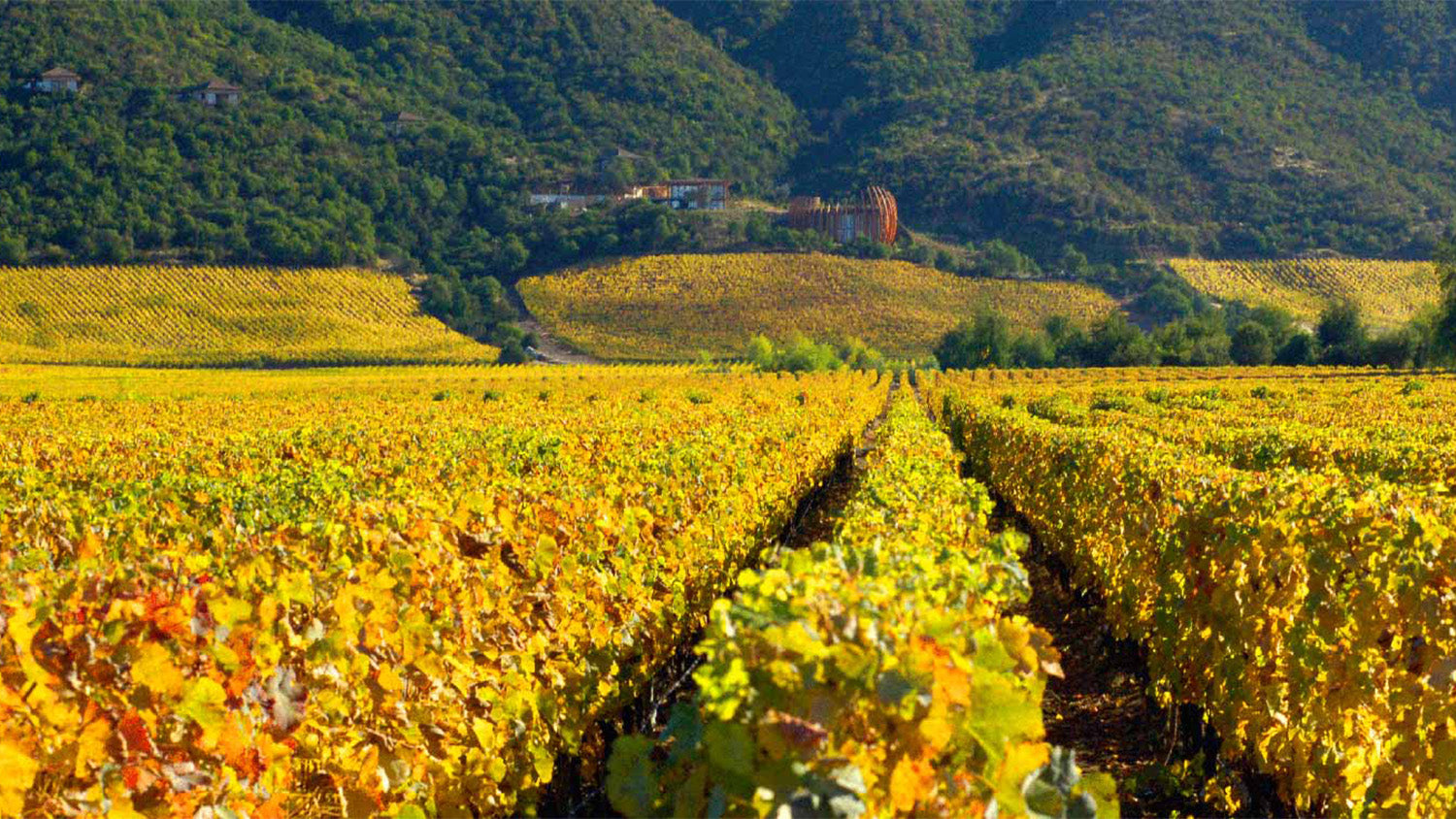 Clos Apalta: A Chilean Icon – Sotheby's Wine