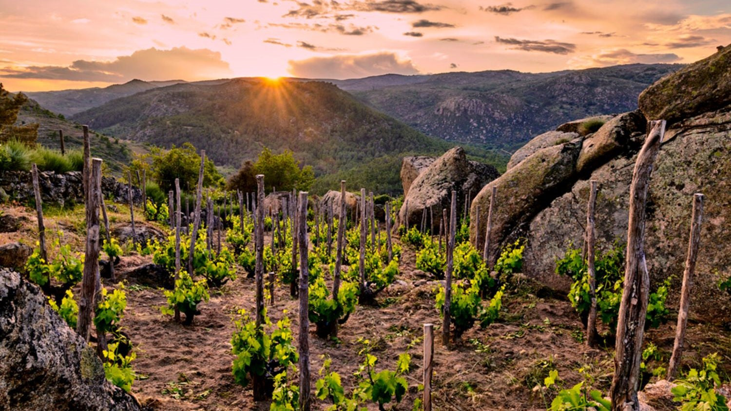 Comando G: Amongst the Garnacha Greats – Sotheby's Wine