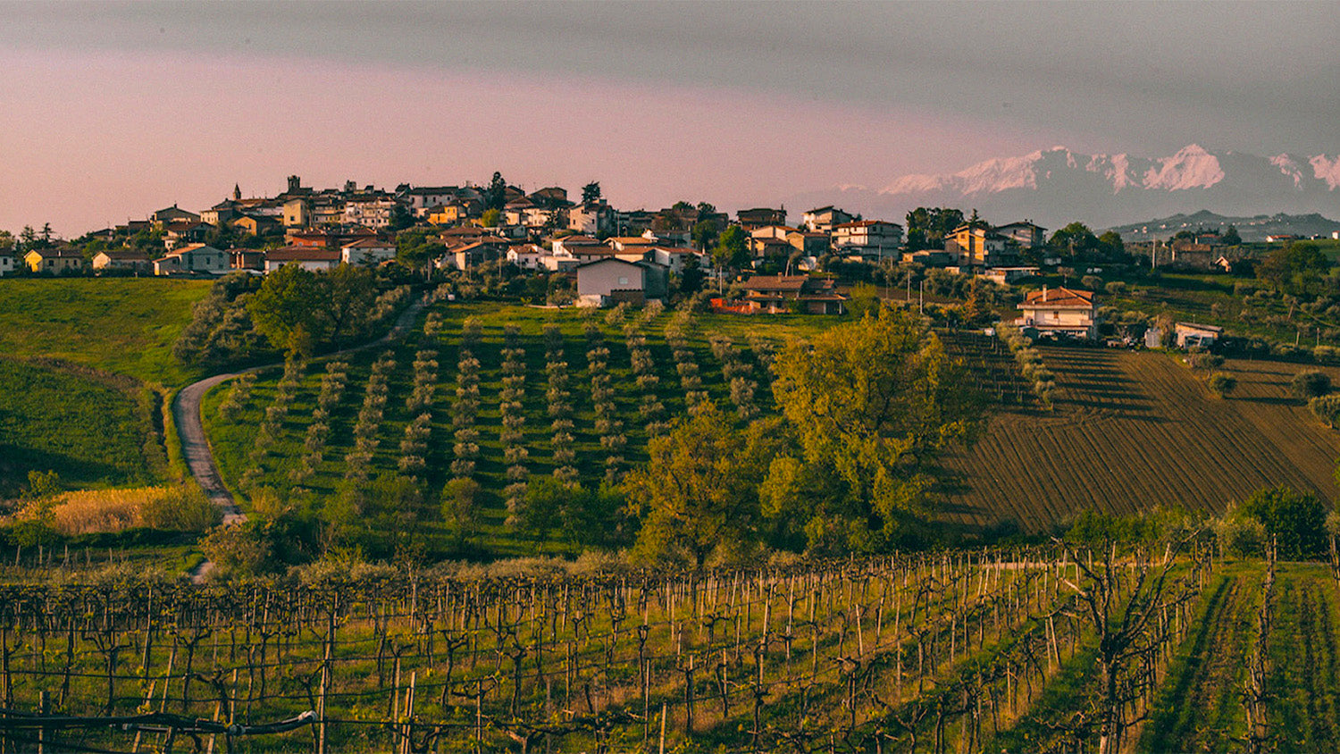 The Timeless Elegance of Emidio Pepe Wines – Sotheby's Wine